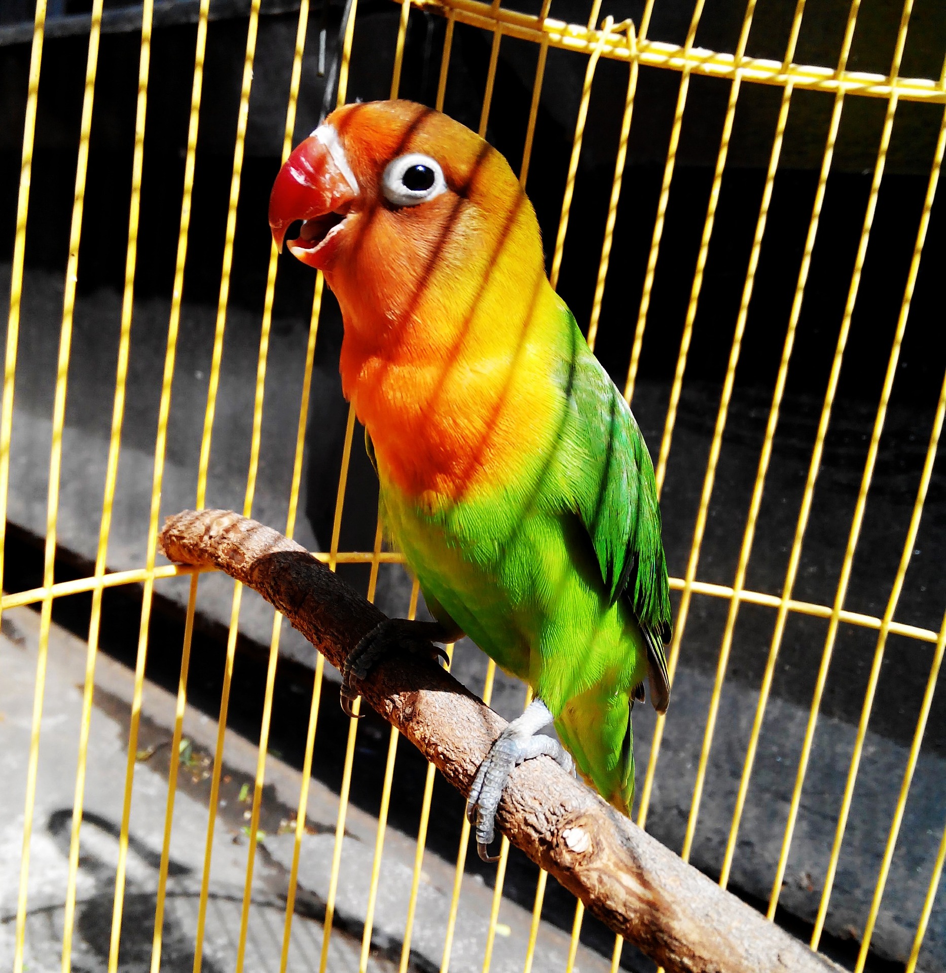 8 Lovely Facts About Lovebirds – Project Pawsitivity
