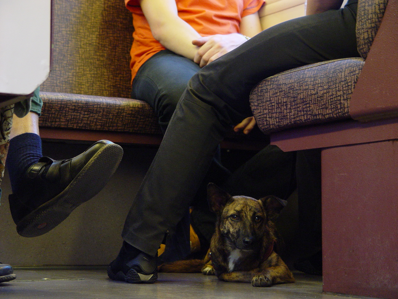 Subway Strays: The Dogs of Moscow’s Metro – Project Pawsitivity