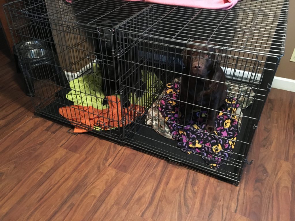 To Crate Or Not to Crate? – Project Pawsitivity
