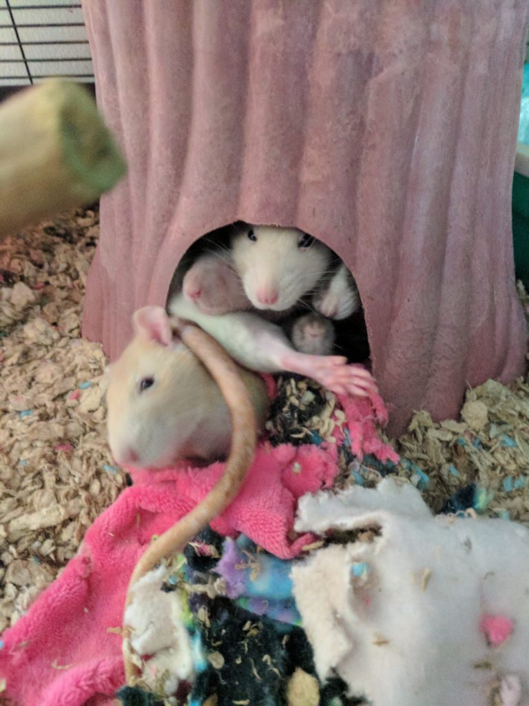 5 Reasons to Adopt Rats – Project Pawsitivity