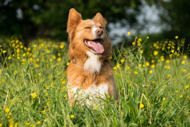 8 Ways to Get Your Pet Ready for Spring – Project Pawsitivity