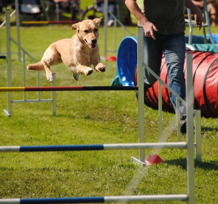 Five Fantastic Dog Shows in the Pacific Northwest – Project Pawsitivity