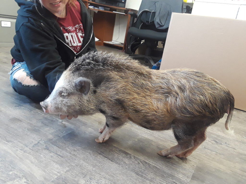 Adopting a Mini Pig: Six Things You Should Know – Project Pawsitivity