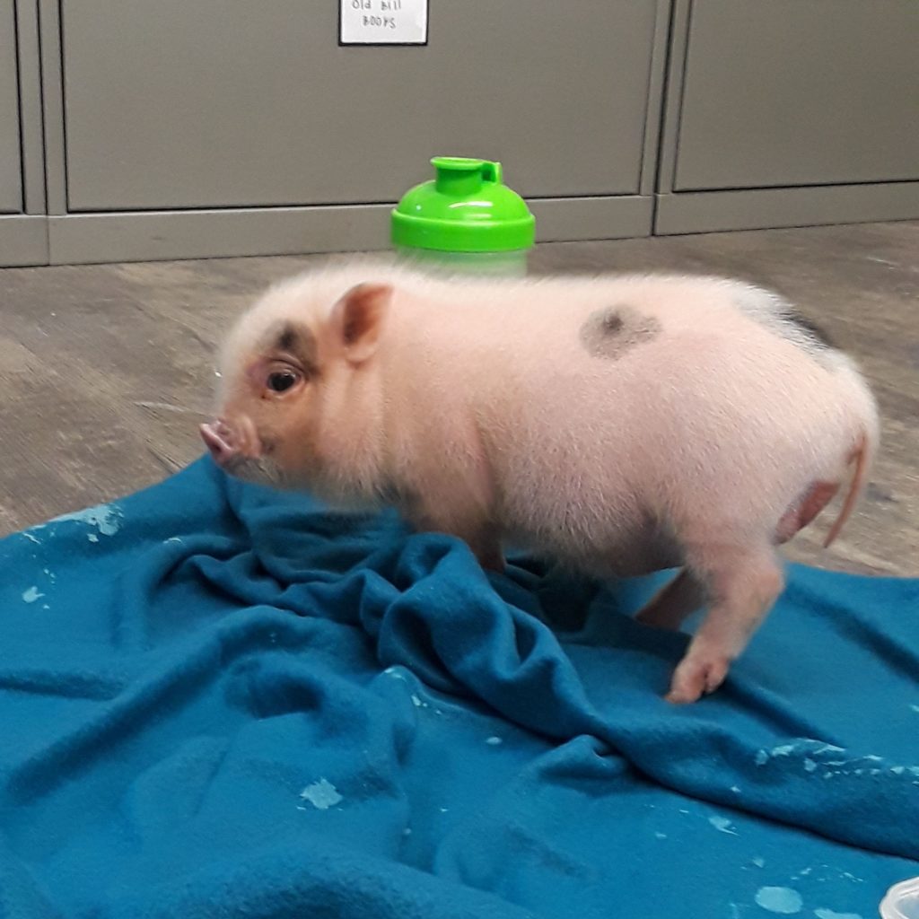 Adopting a Mini Pig: Six Things You Should Know – Project Pawsitivity