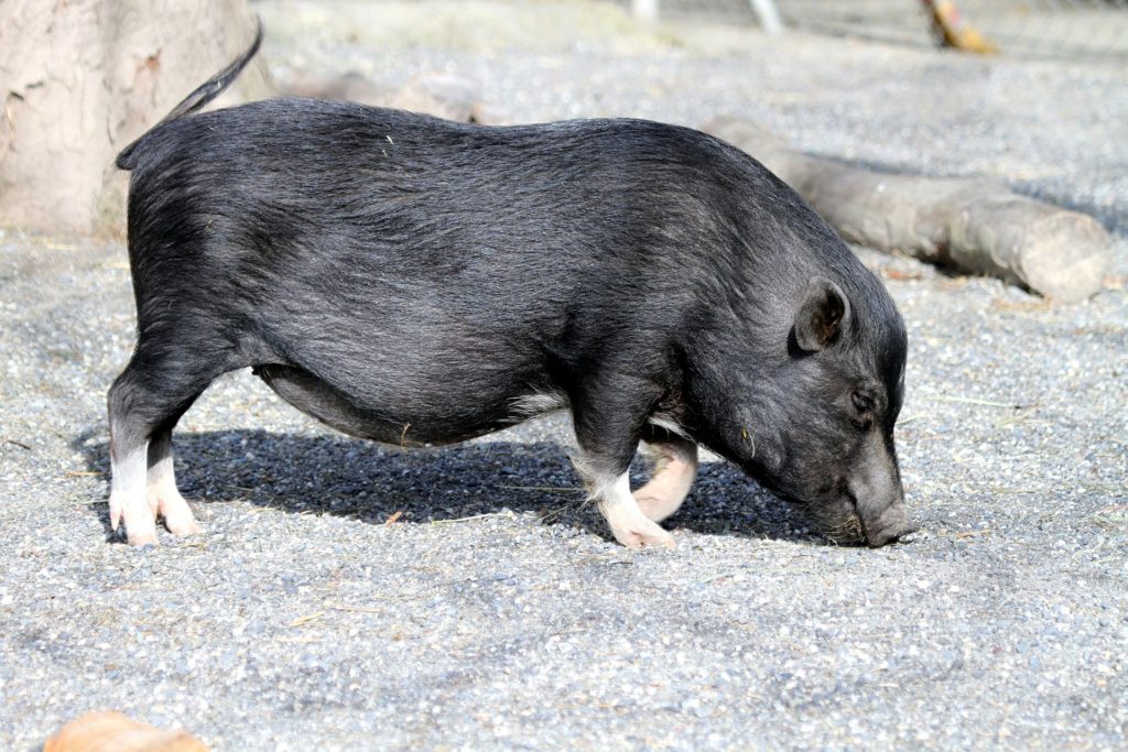 Adopting a Mini Pig: Six Things You Should Know – Project Pawsitivity