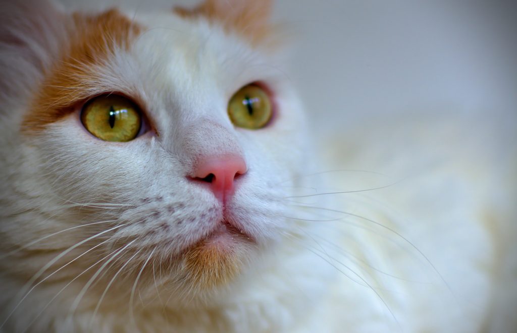 Everything You Should Know About Turkish Van Cats – Project Pawsitivity