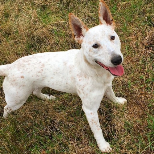 Sitting For A Cause | Sitter Profile